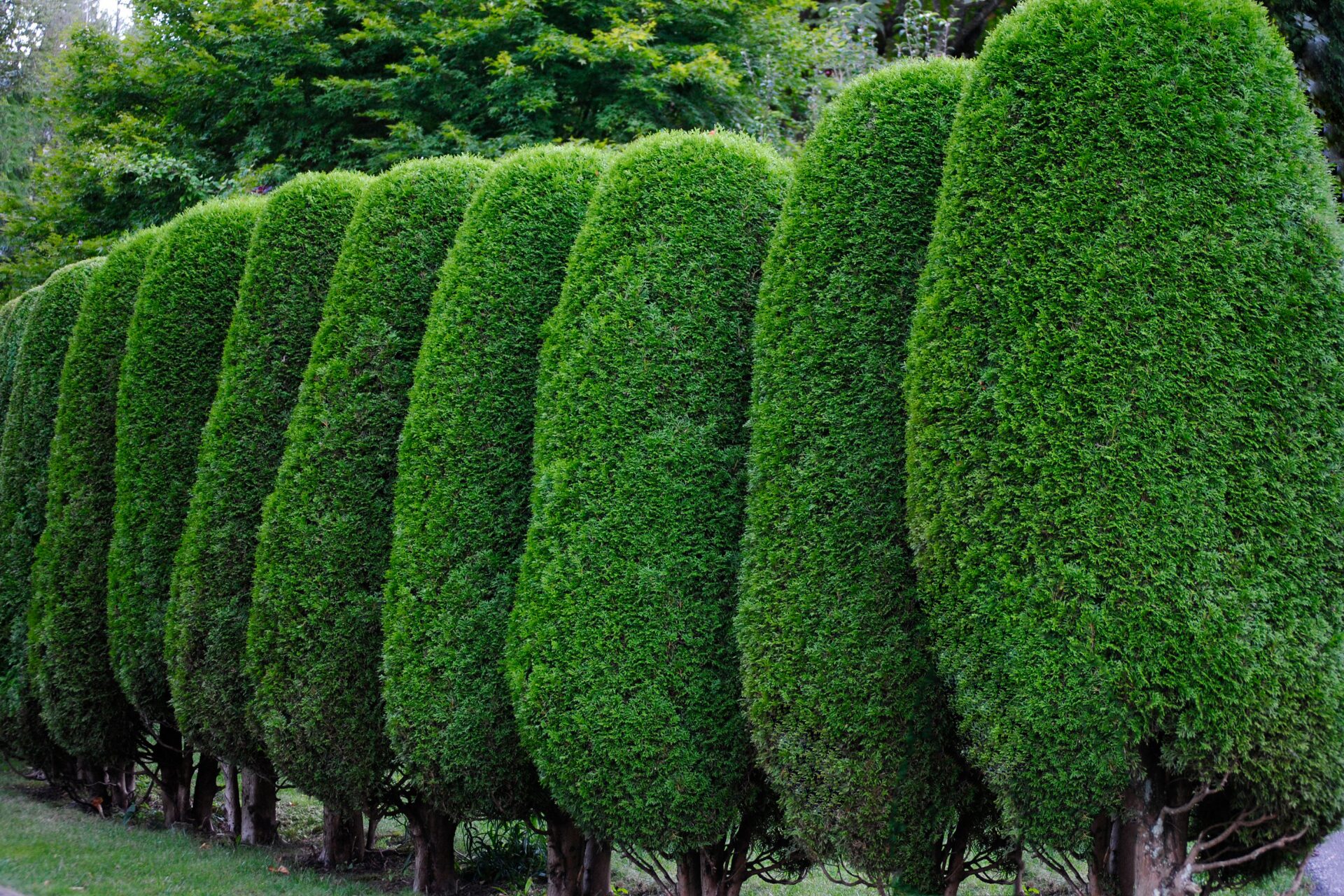 Winterharte immergrüne Pflanzen und immergrüne Sträucher