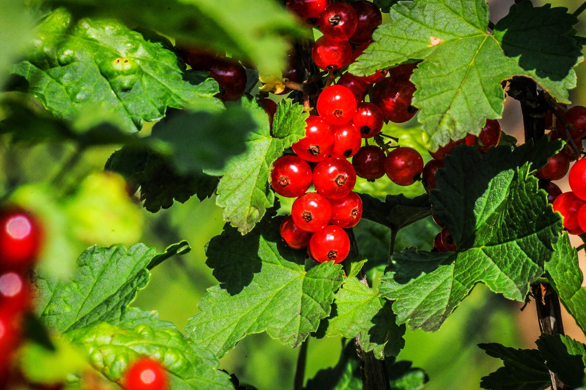 Schlechte Nachbarn für Johannisbeeren | pflanzen
