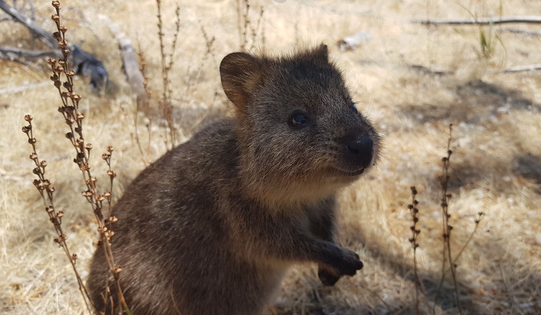 Glücklichste Tier der Welt und sein Geheimnis in Australien